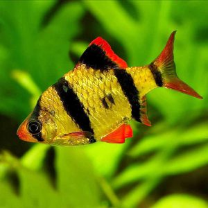 AKVARIJSKE RIBICE – Aquashop