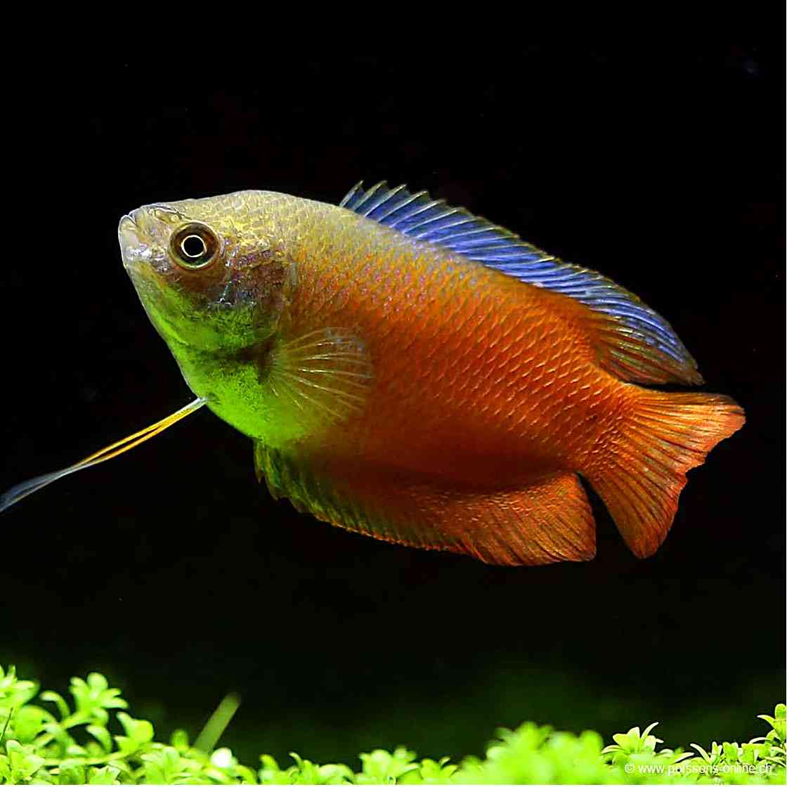 AKVARIJSKE RIBICE – Aquashop