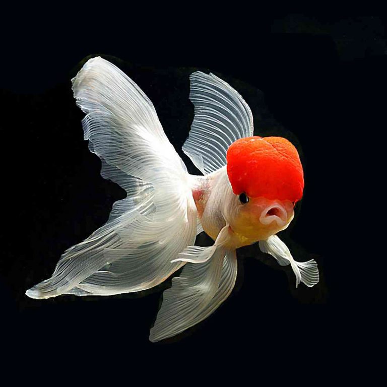 AKVARIJSKE RIBICE – Aquashop