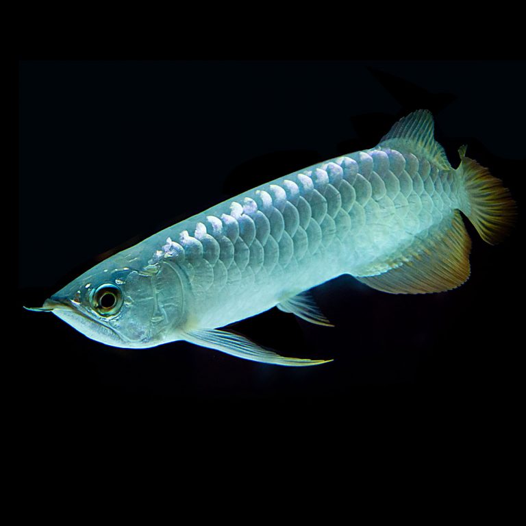 AKVARIJSKE RIBICE – Aquashop