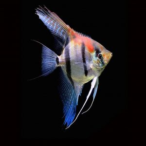 AKVARIJSKE RIBICE – Aquashop