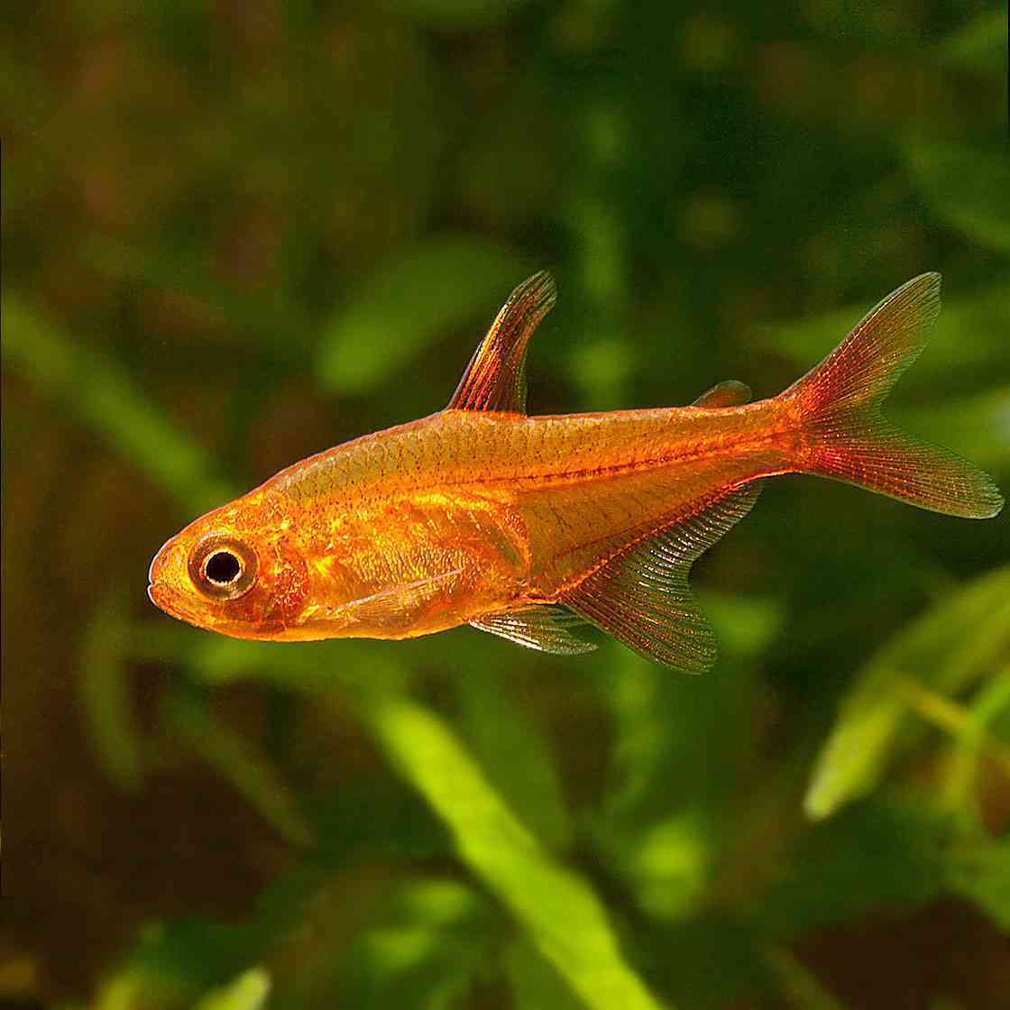 AKVARIJSKE RIBICE – Aquashop