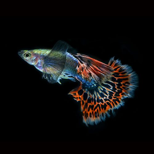 AKVARIJSKE RIBICE – Aquashop